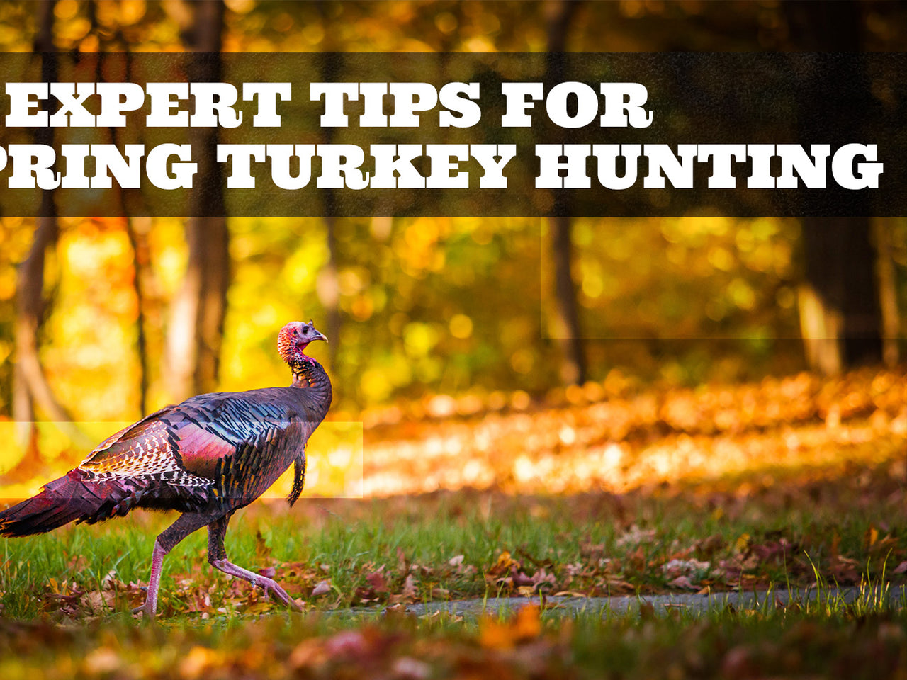 How to Clean a Wild Turkey – The Bearded Butchers