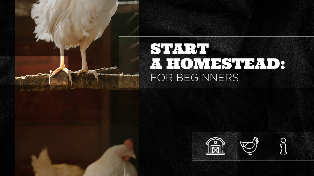 Start a Homestead: For Beginners – The Bearded Butchers
