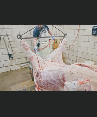 Step by Step Guide to Commercial Beef Slaughtering – Full Video – The ...