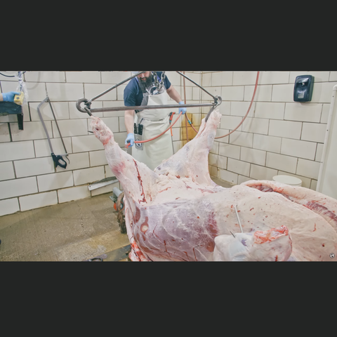 Step by Step Guide to Commercial Beef Slaughtering – Full Video – The ...